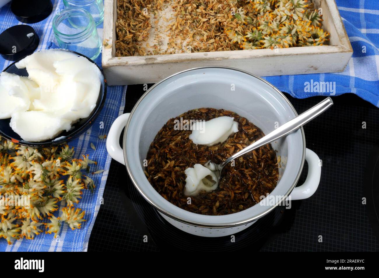 Preparation of wound clover ointment (Anthyllis vulneraria Stock Photo ...