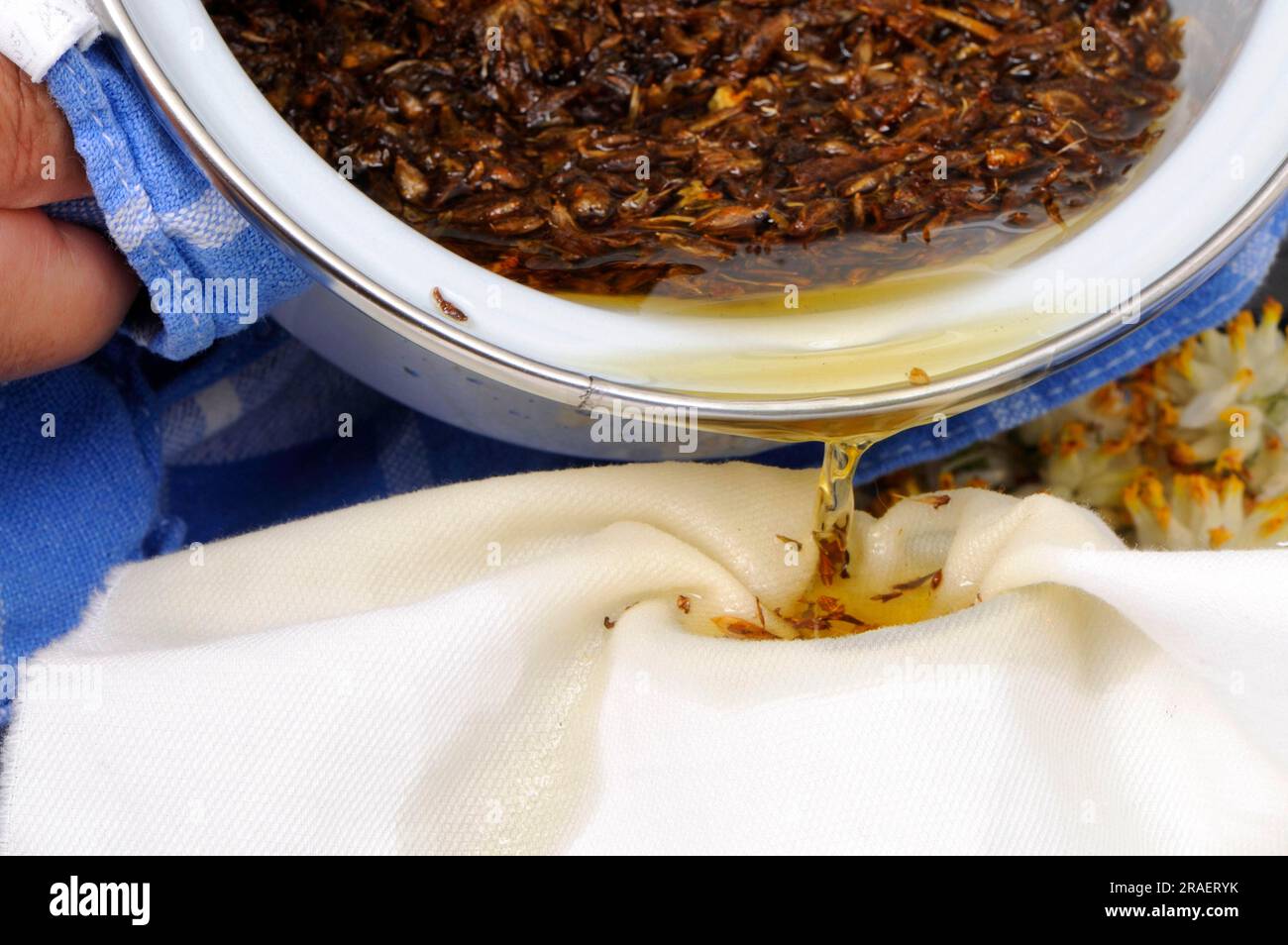 Preparation of wound clover ointment (Anthyllis vulneraria Stock Photo ...