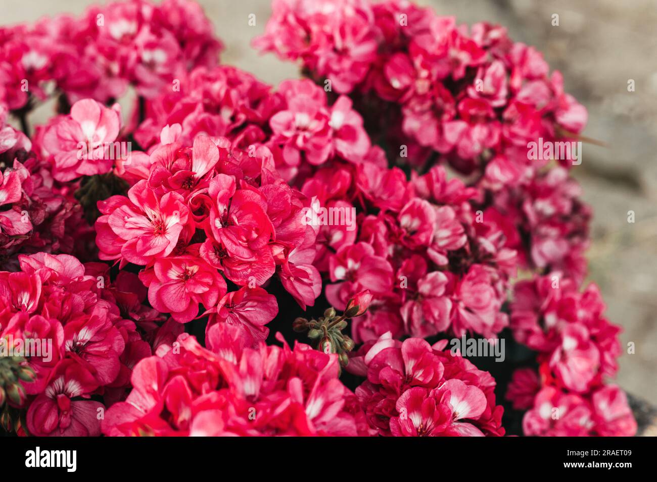 Garden pelargoniums with pink flowers, Geranium Zonal Stock Photo - Alamy