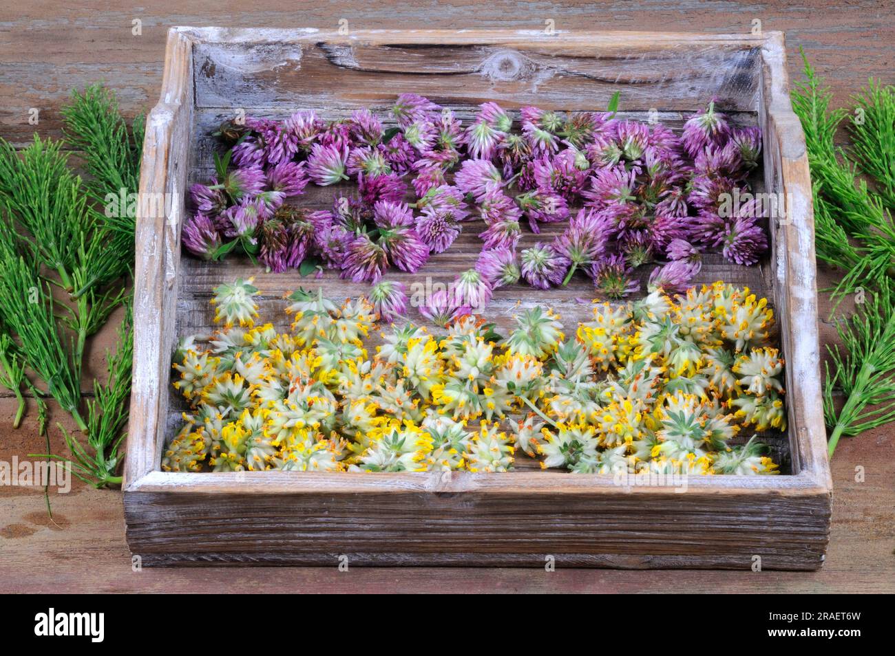 Kidney vetch (Anthyllis vulneraria) and Red clover (Trifolium pratense ...