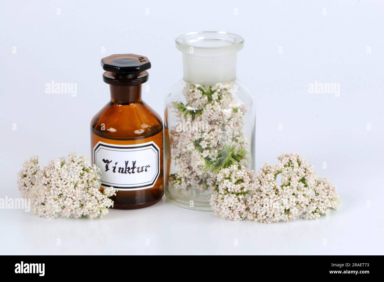 Valerian (Valeriana officinalis), production of Valerian flower ...