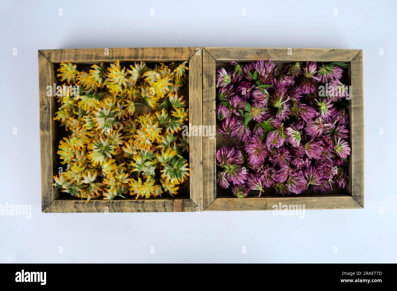 Kidney vetch (Anthyllis vulneraria) and Red clover (Trifolium pratense ...