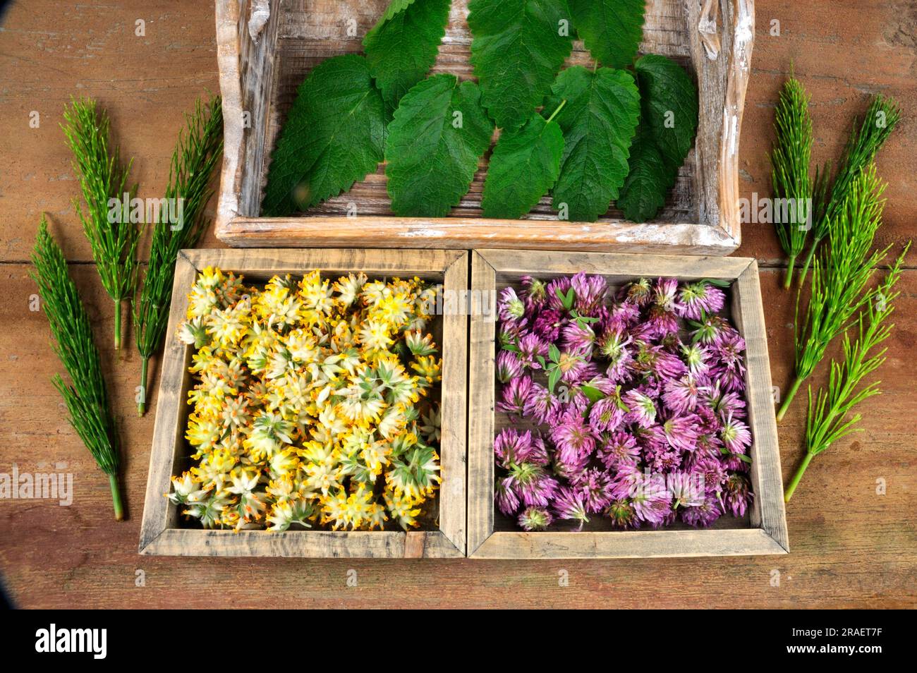 Kidney vetch (Anthyllis vulneraria) and Red clover (Trifolium pratense ...