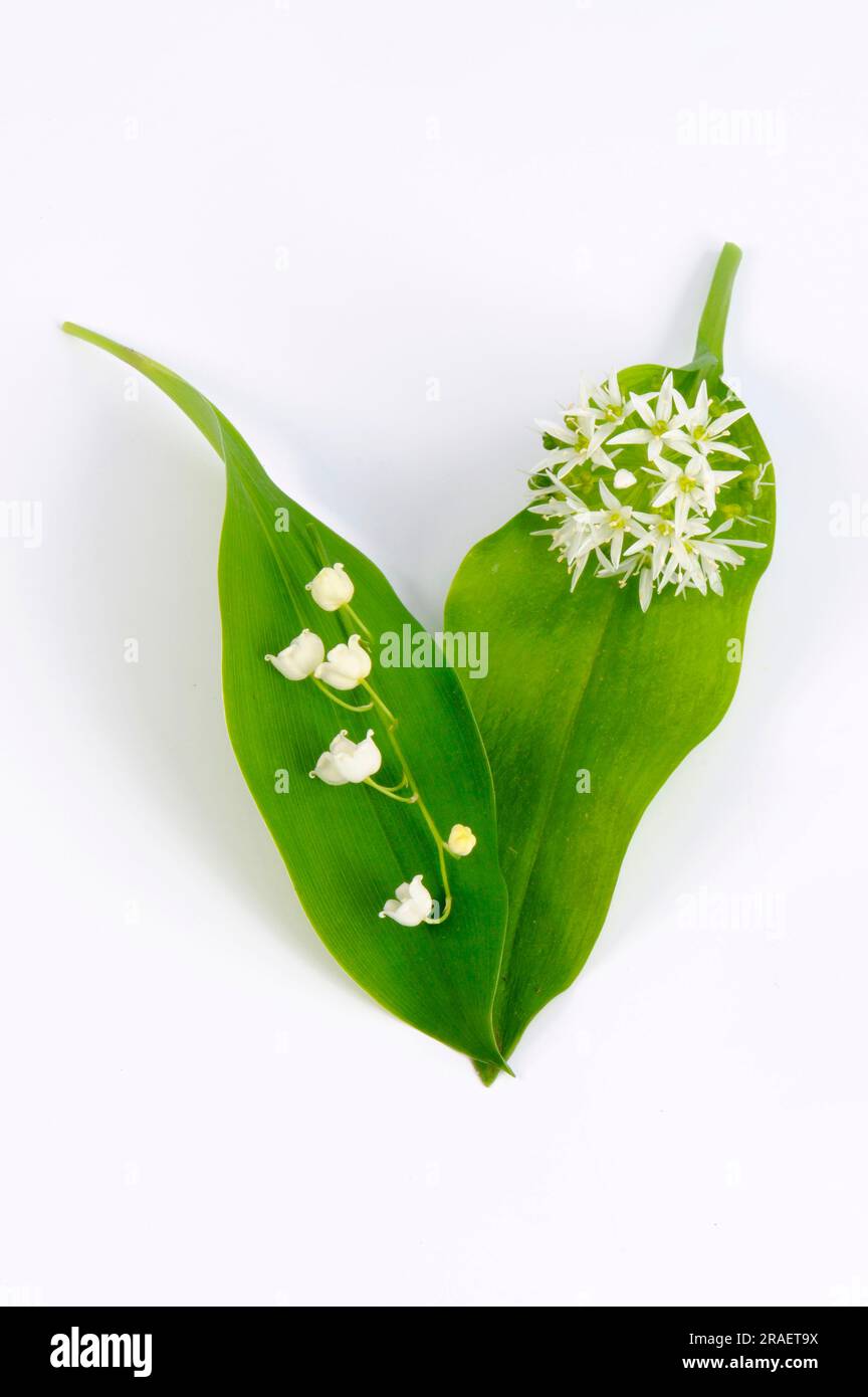 Lily of the valley (Convallaria majalis) and wild garlic (Allium ...