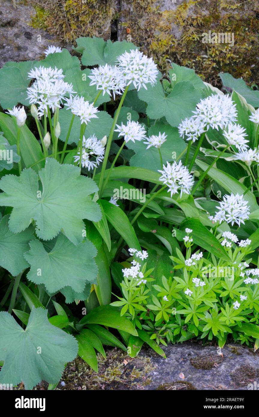 Ramsons (Allium ursinum) and woodruff (Asperula odorata) (Galium ...