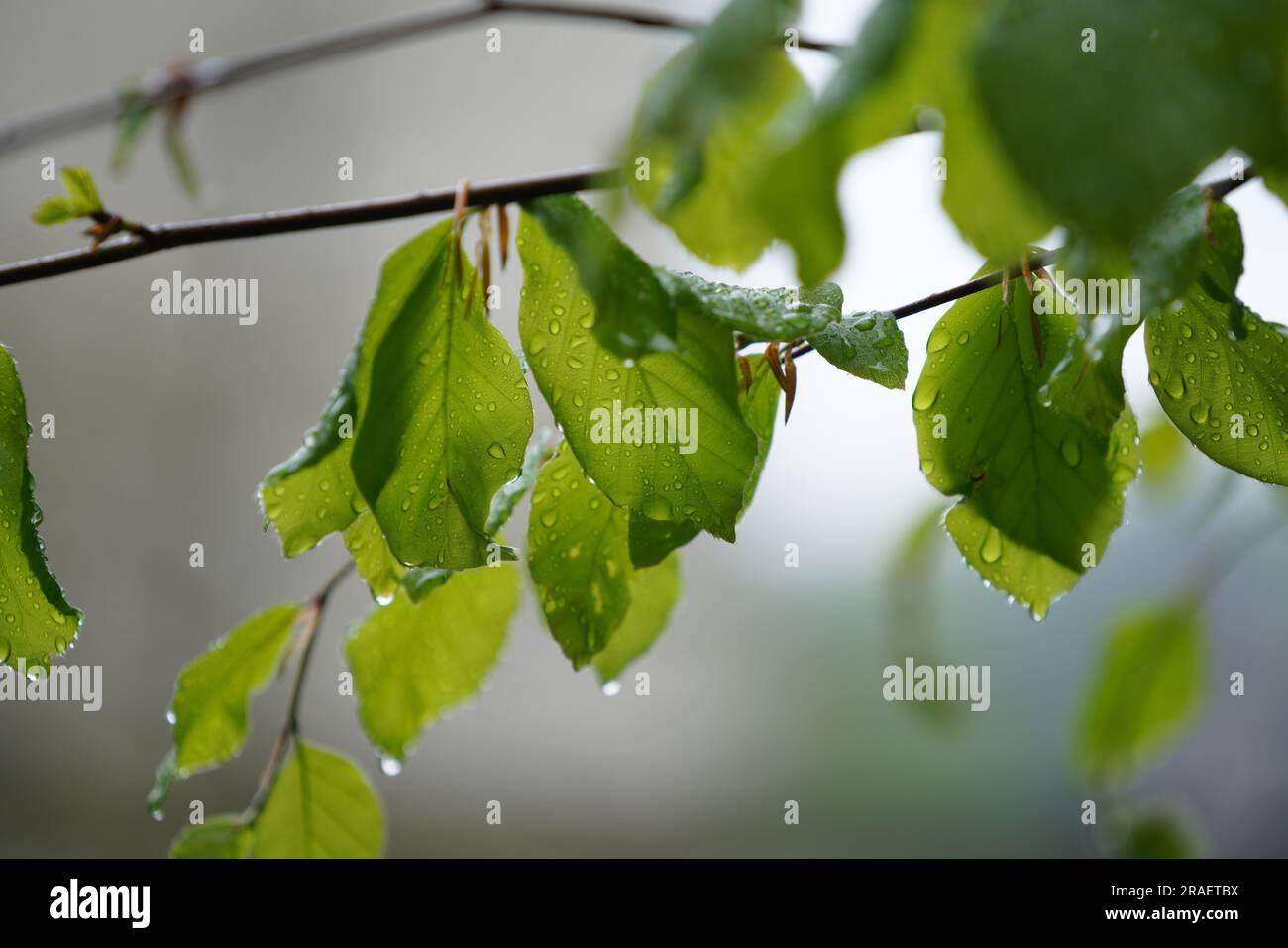 Drops water variations hi-res stock photography and images - Alamy