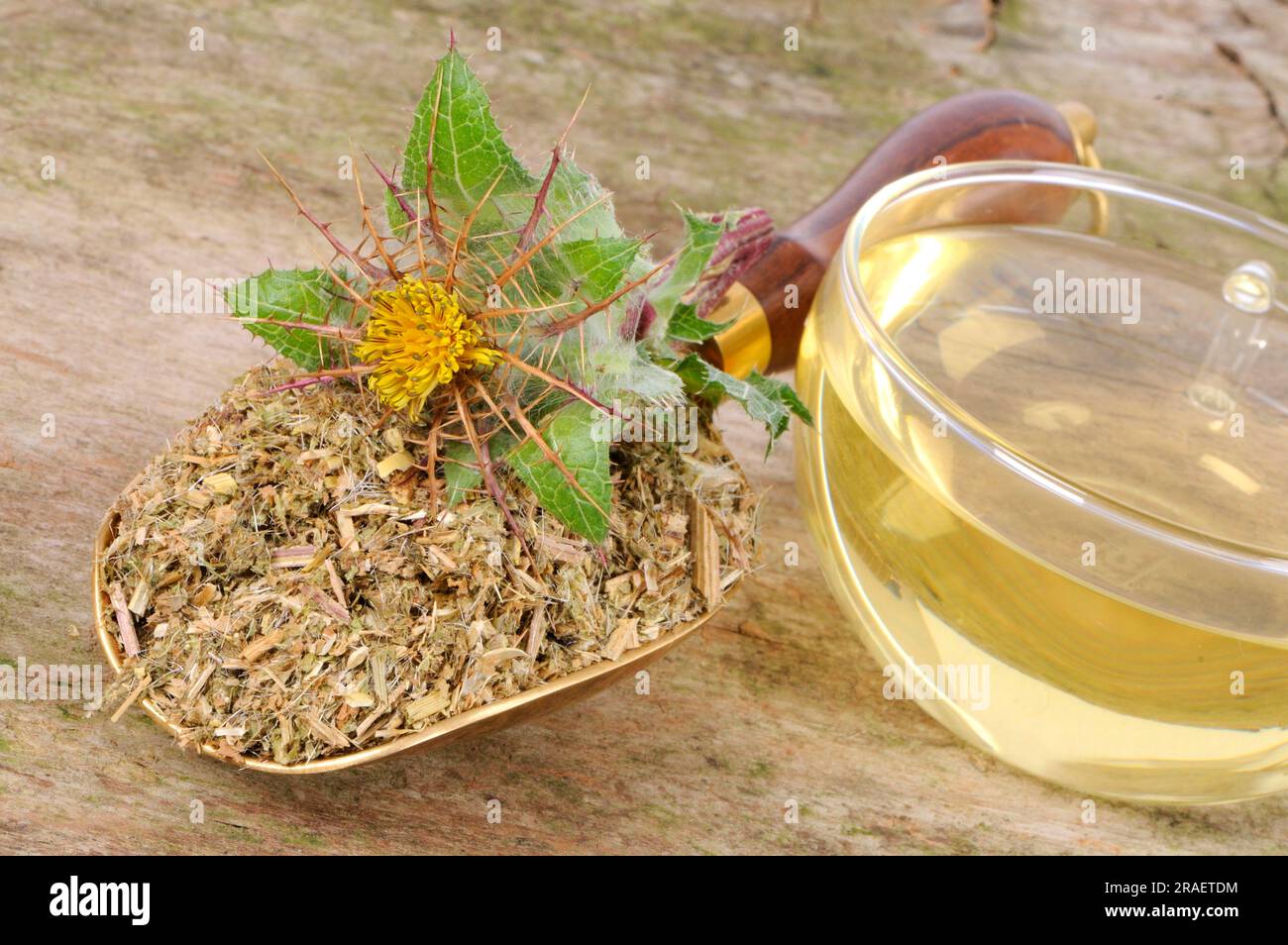 Cup of Benedict Thistle Tea, Benedict Herb (Cnicus benedictus ...
