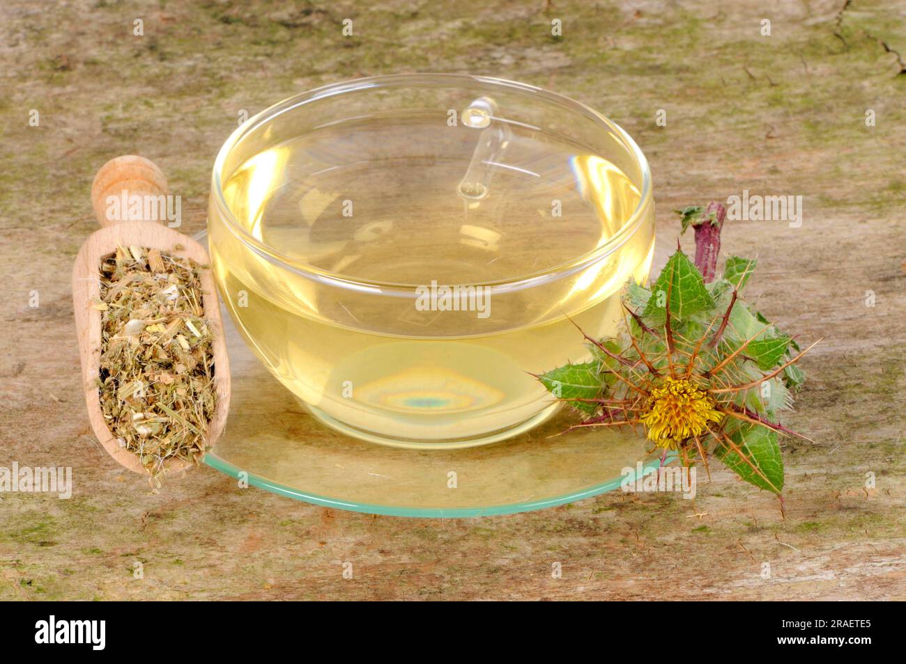 Cup of Benedict Thistle Tea, Benedict Herb (Cnicus benedictus ...