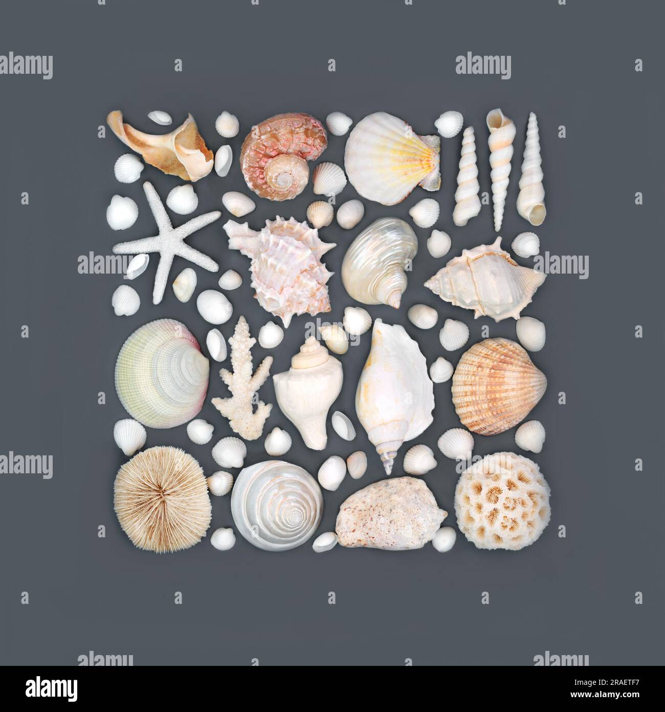 Tropical seashell collection abstract design on gray background ...