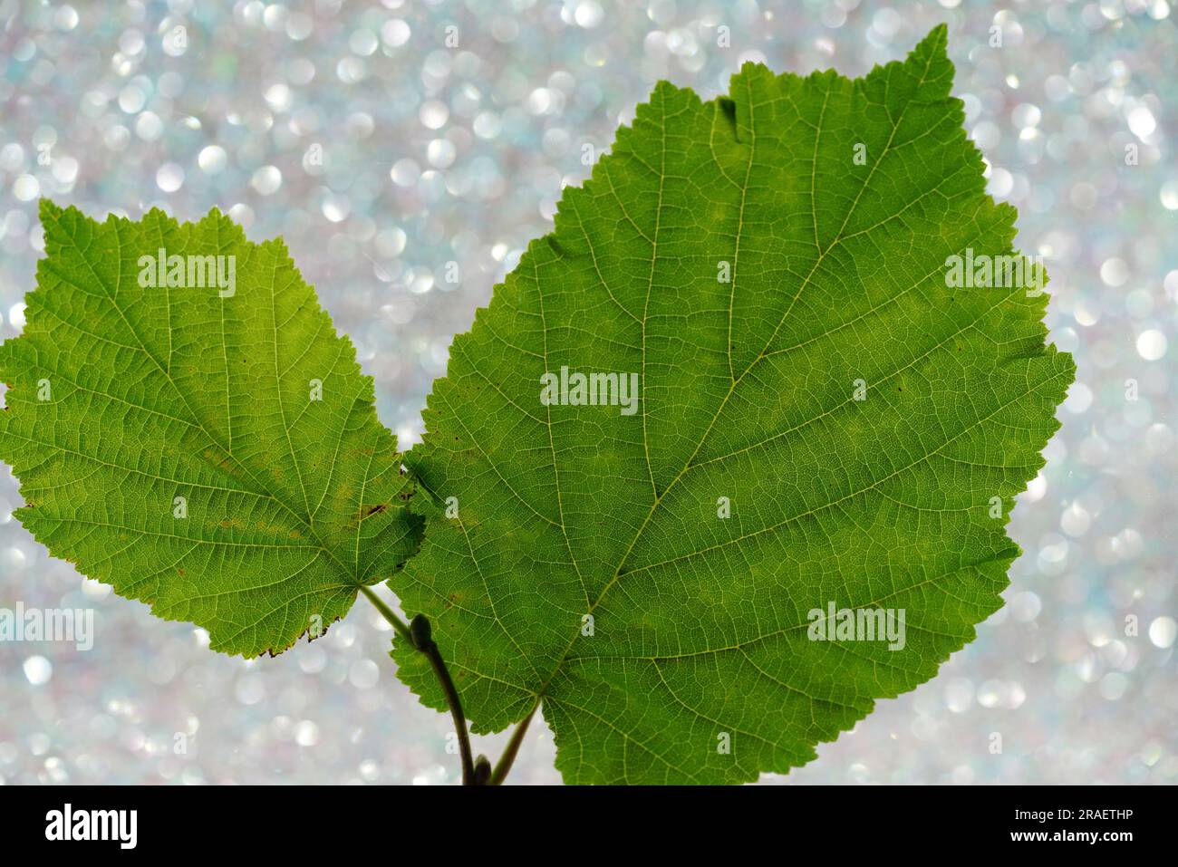 Leaf of a deciduous tree in autumn created in detail in the studio ...