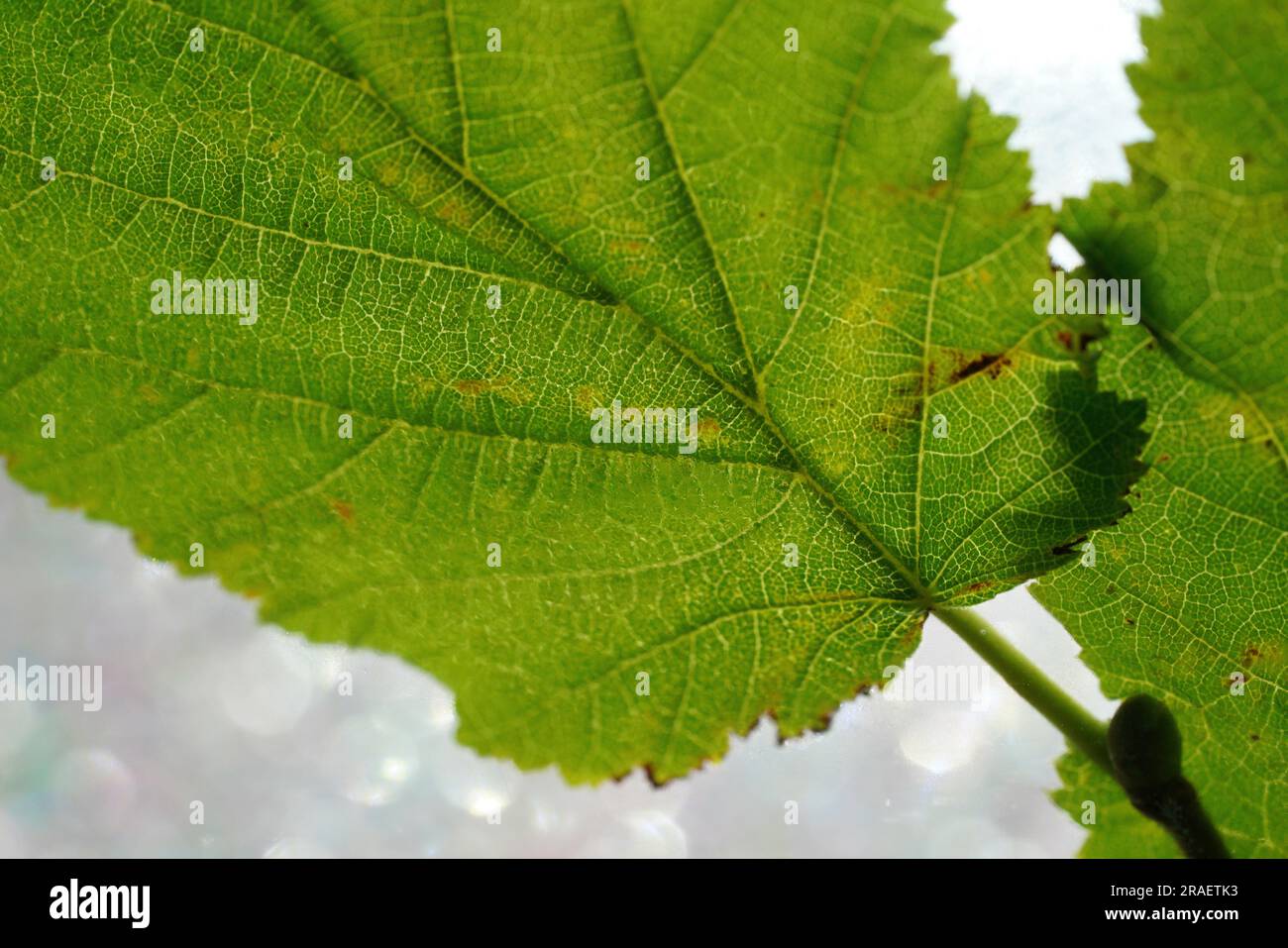 Leaf of a deciduous tree in autumn created in detail in the studio ...