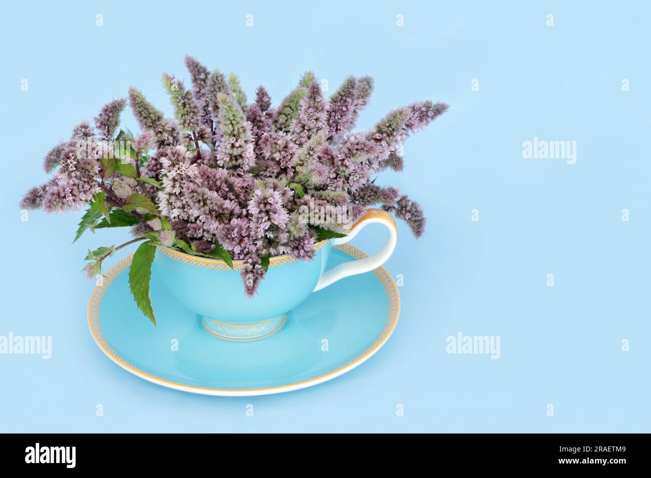 Peppermint flower leaf tea in pink teacup on white background with copy ...