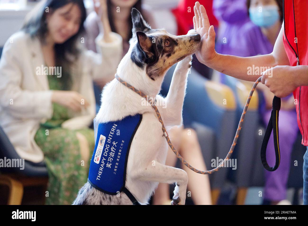 Companions of humans hi-res stock photography and images - Alamy