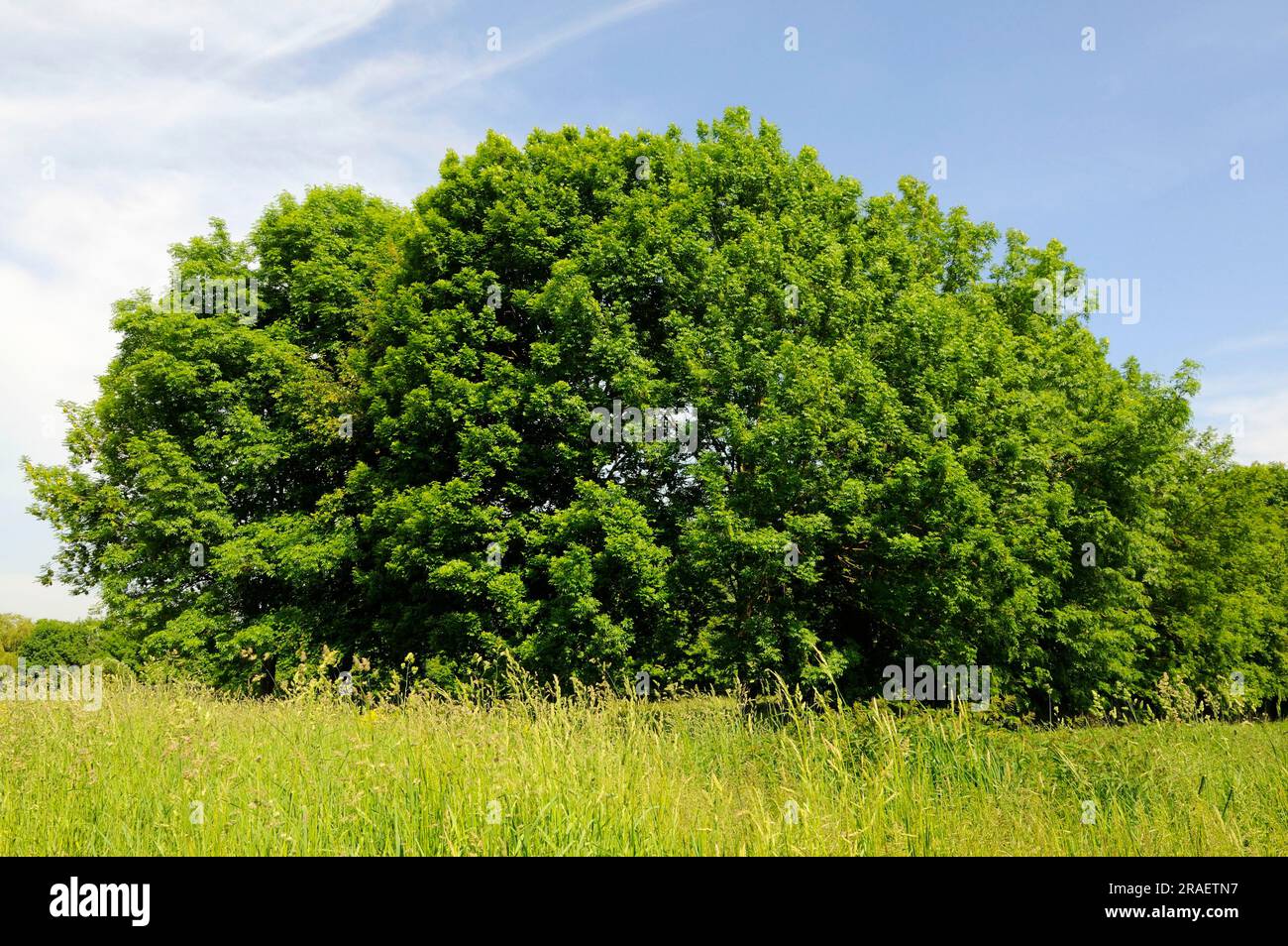 European ash (Fraxinus excelsior Stock Photo - Alamy