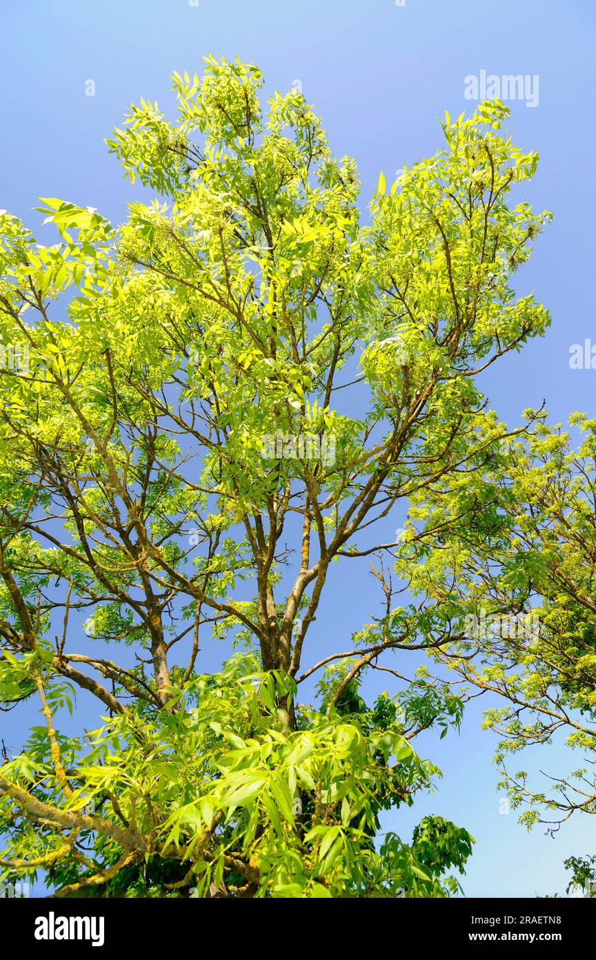 Botany oleaceae european hi-res stock photography and images - Alamy
