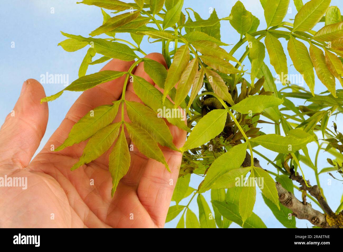 European ash (Fraxinus excelsior Stock Photo - Alamy