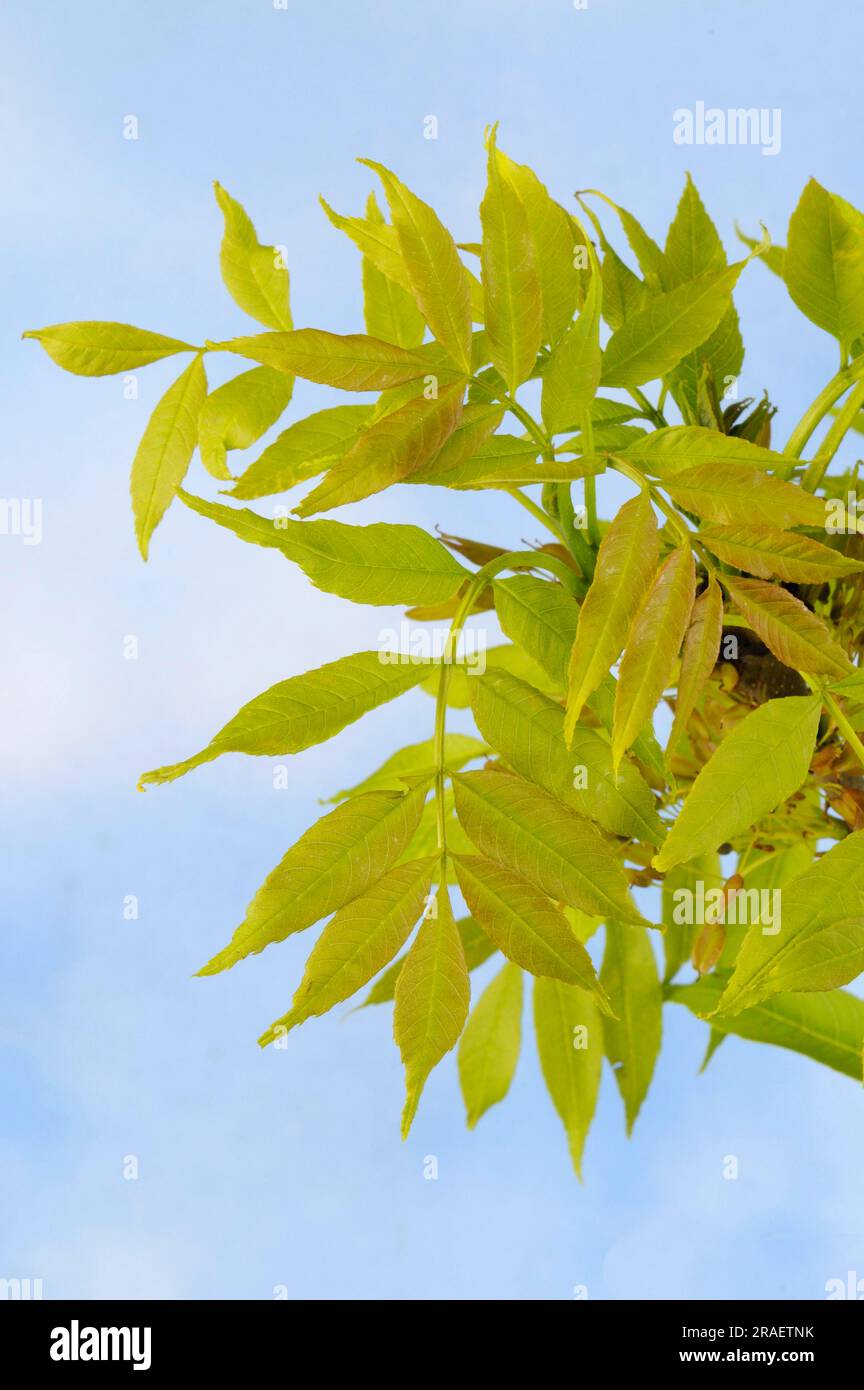 European ash (Fraxinus excelsior Stock Photo - Alamy