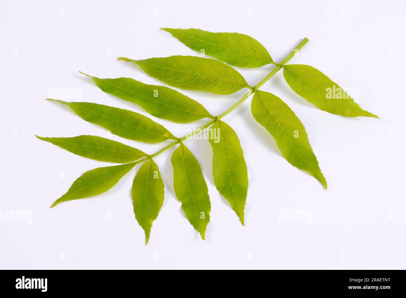 European ash (Fraxinus excelsior Stock Photo - Alamy
