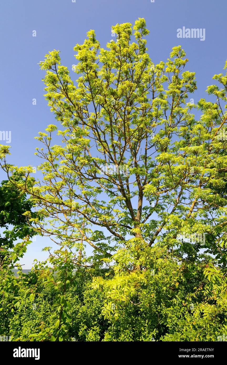 Botany oleaceae european hi-res stock photography and images - Alamy