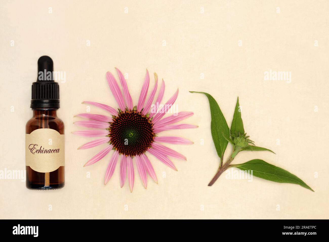 Echinacea herb for natural herbal remedies with tincture bottle, flower ...