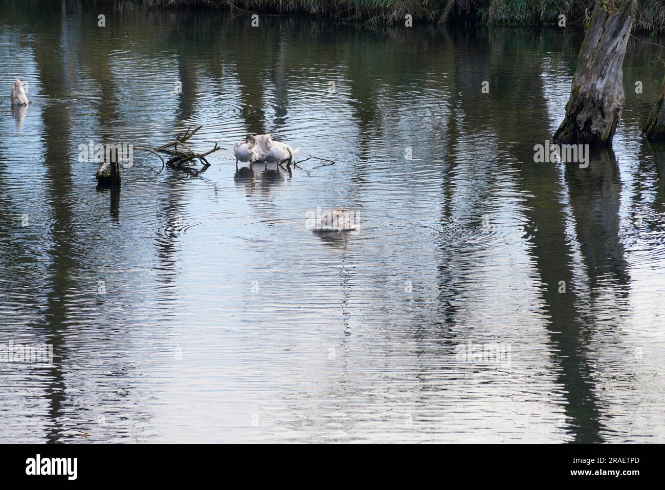 creek with clear water is habitat for animals and plants Stock Photo ...