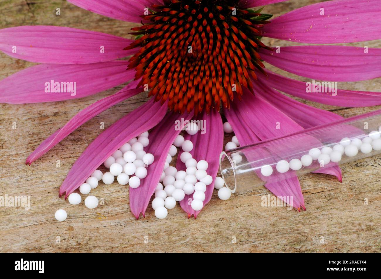 Purple Cone flower (Echinacea purpurea), globules, homeopathic ...