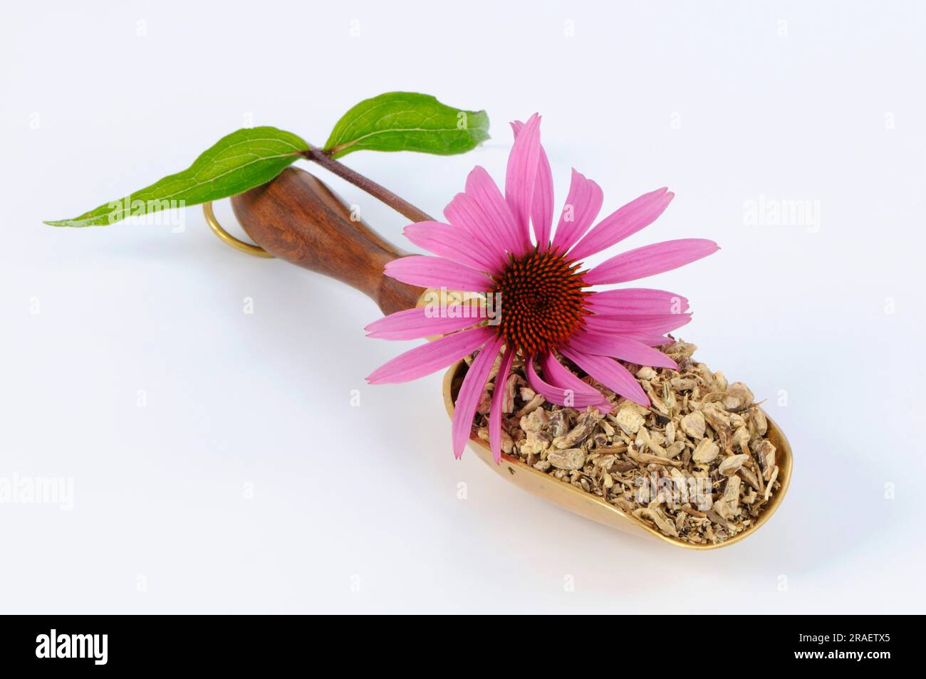 Purple Cone flower (Echinacea purpurea), dried roots, cutout, object ...