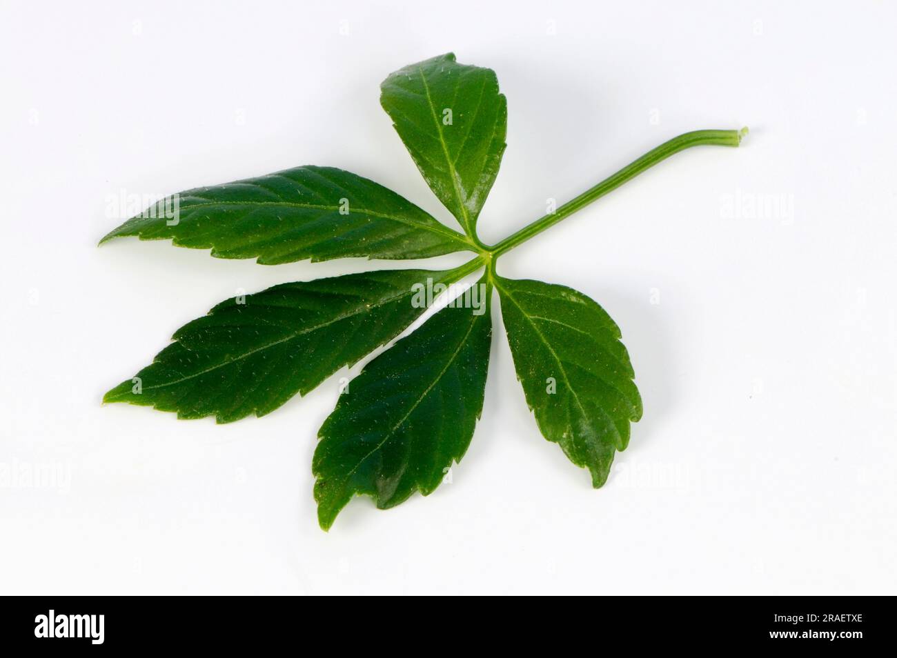 Jiao-gu-lan, Jiaogulan, female ginseng, Jiaogulan (Gynostemma ...