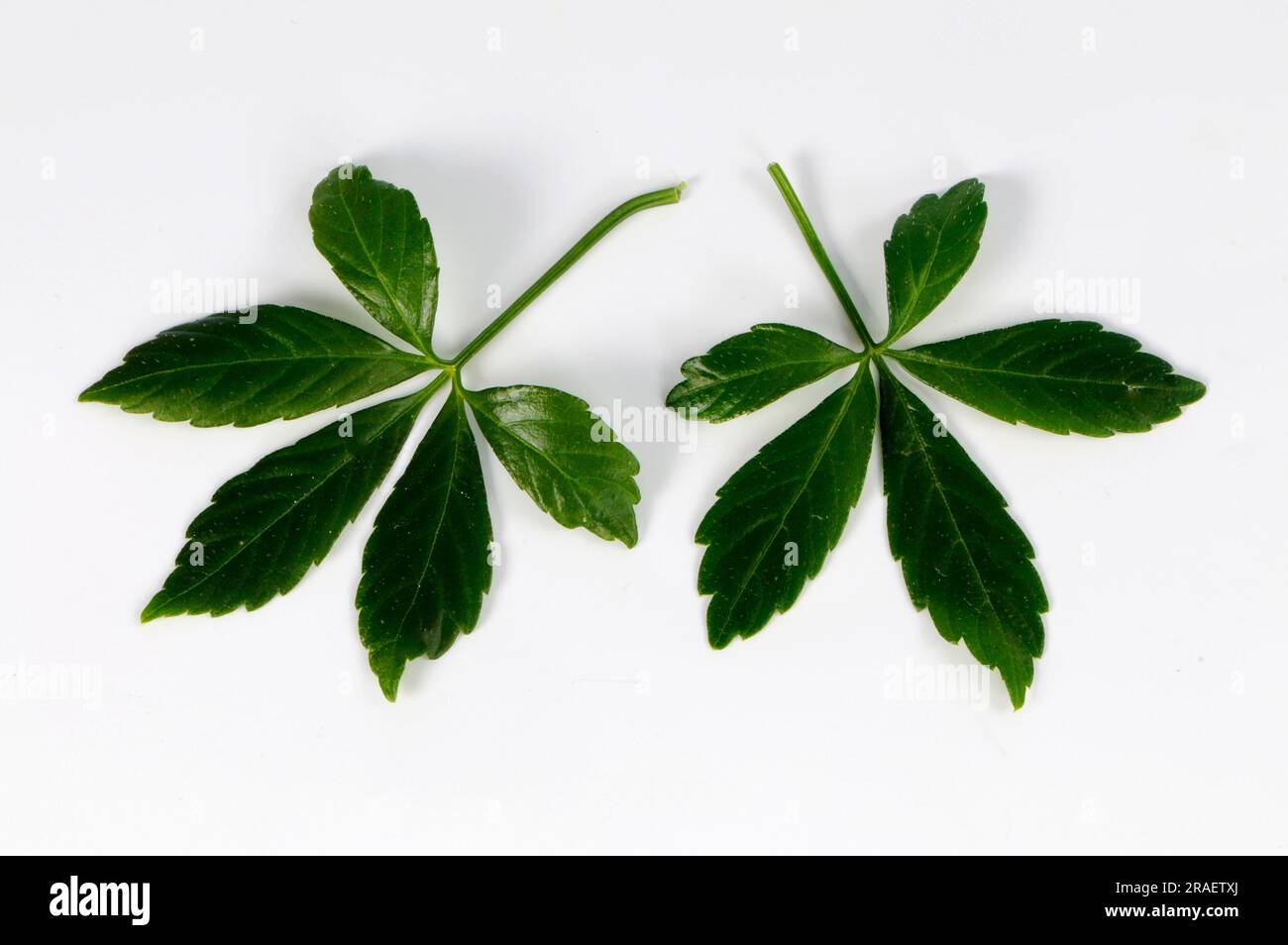 Jiao-gu-lan, Jiaogulan, female ginseng, Jiaogulan (Gynostemma ...