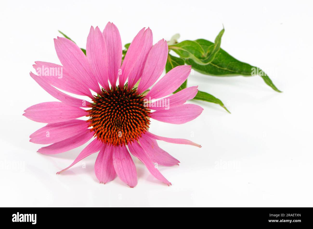 Purple Cone flower Stock Photo - Alamy