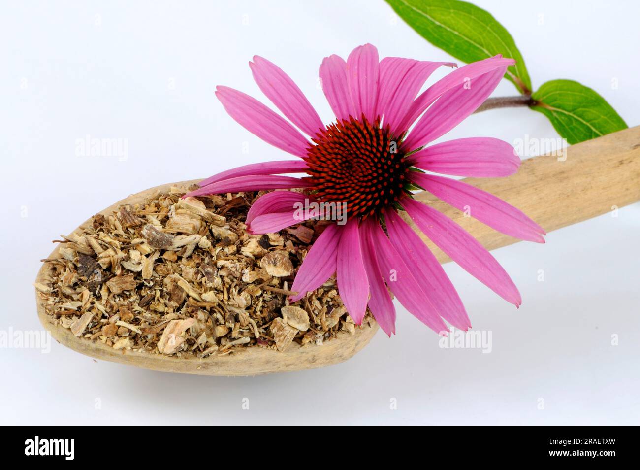 Purple Cone flower (Echinacea purpurea), dried roots Stock Photo - Alamy