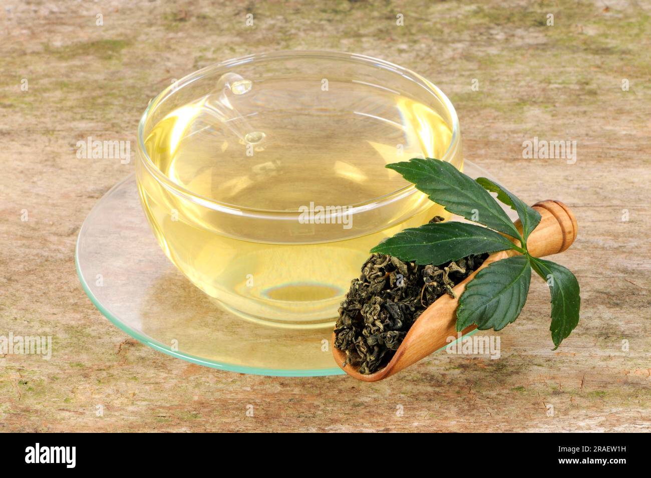 Cup of Jiao-gu-lan tea, Jiaogulan, female ginseng, immortality herb ...