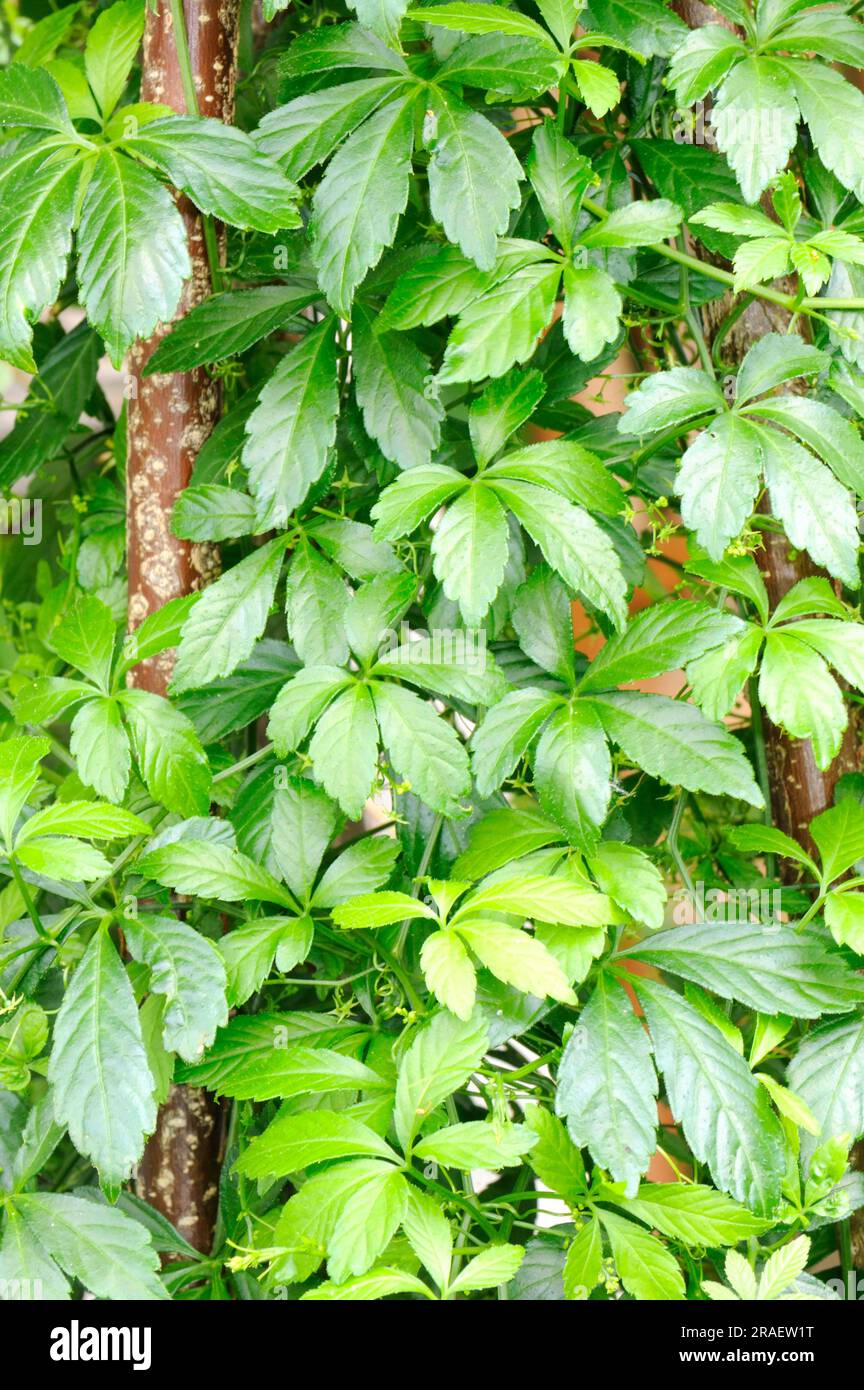 Jiao-gu-lan, Jiaogulan, female ginseng, Jiaogulan (Gynostemma ...