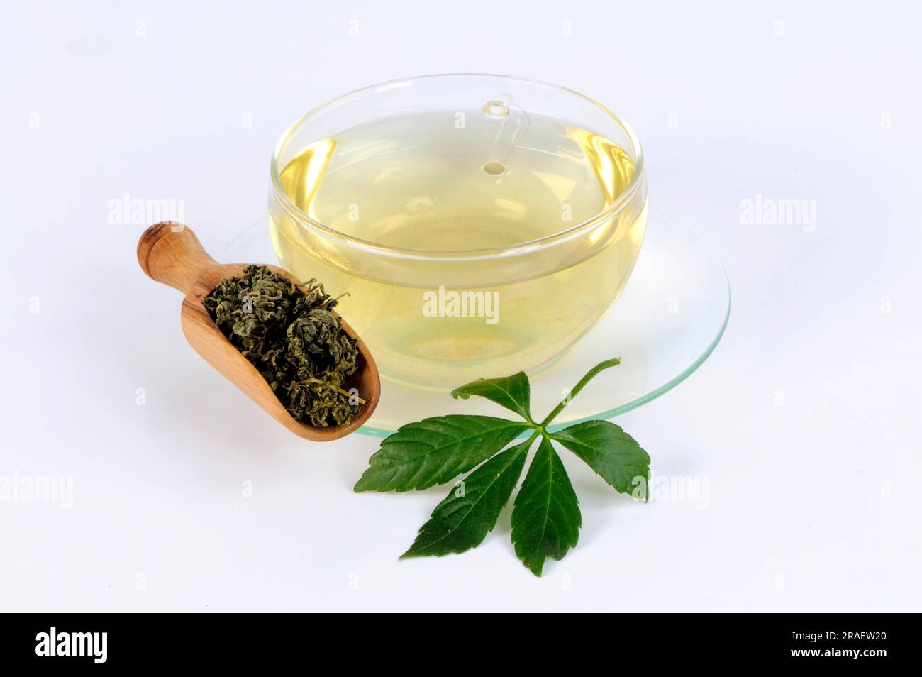Cup of Jiao-gu-lan tea, Jiaogulan, female ginseng, immortality herb ...