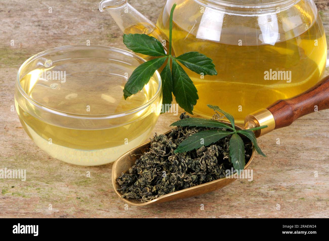 Cup of Jiao-gu-lan tea, Jiaogulan, female ginseng, immortality herb ...