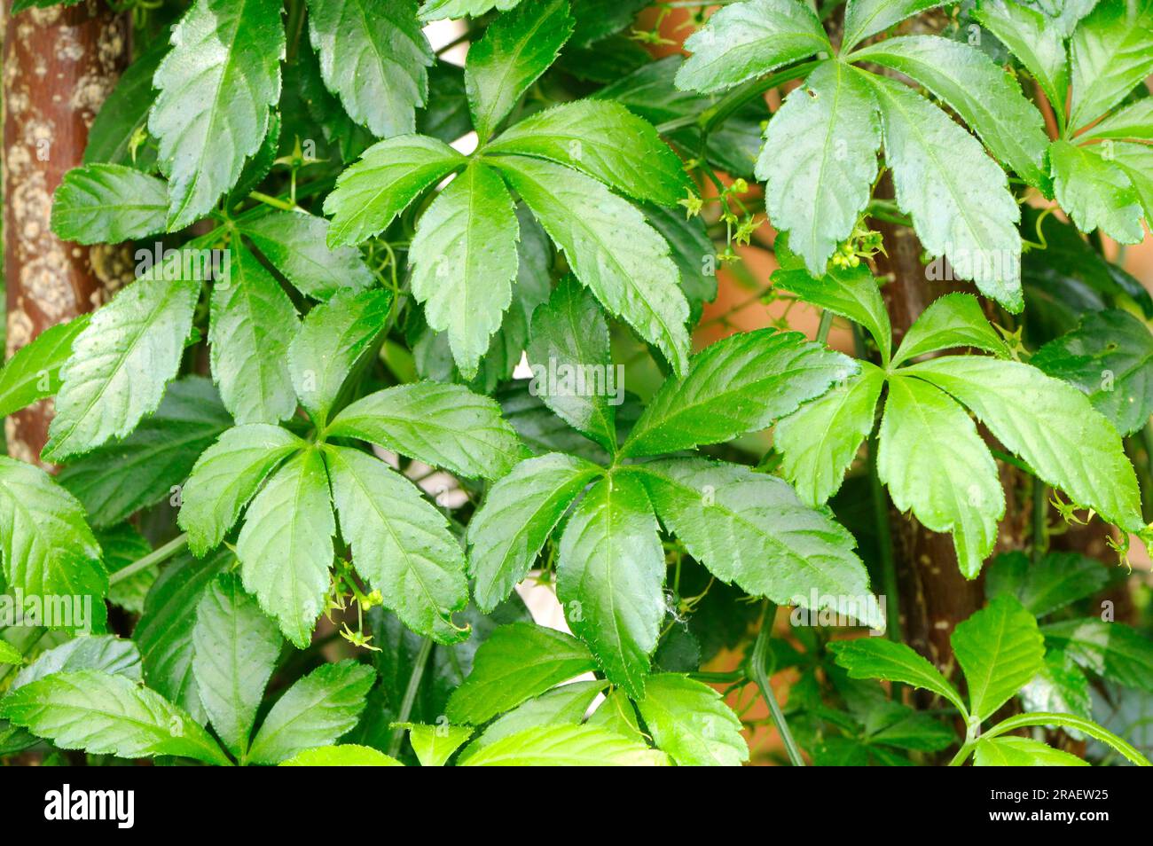 Jiao-gu-lan, Jiaogulan, female ginseng, Jiaogulan (Gynostemma ...