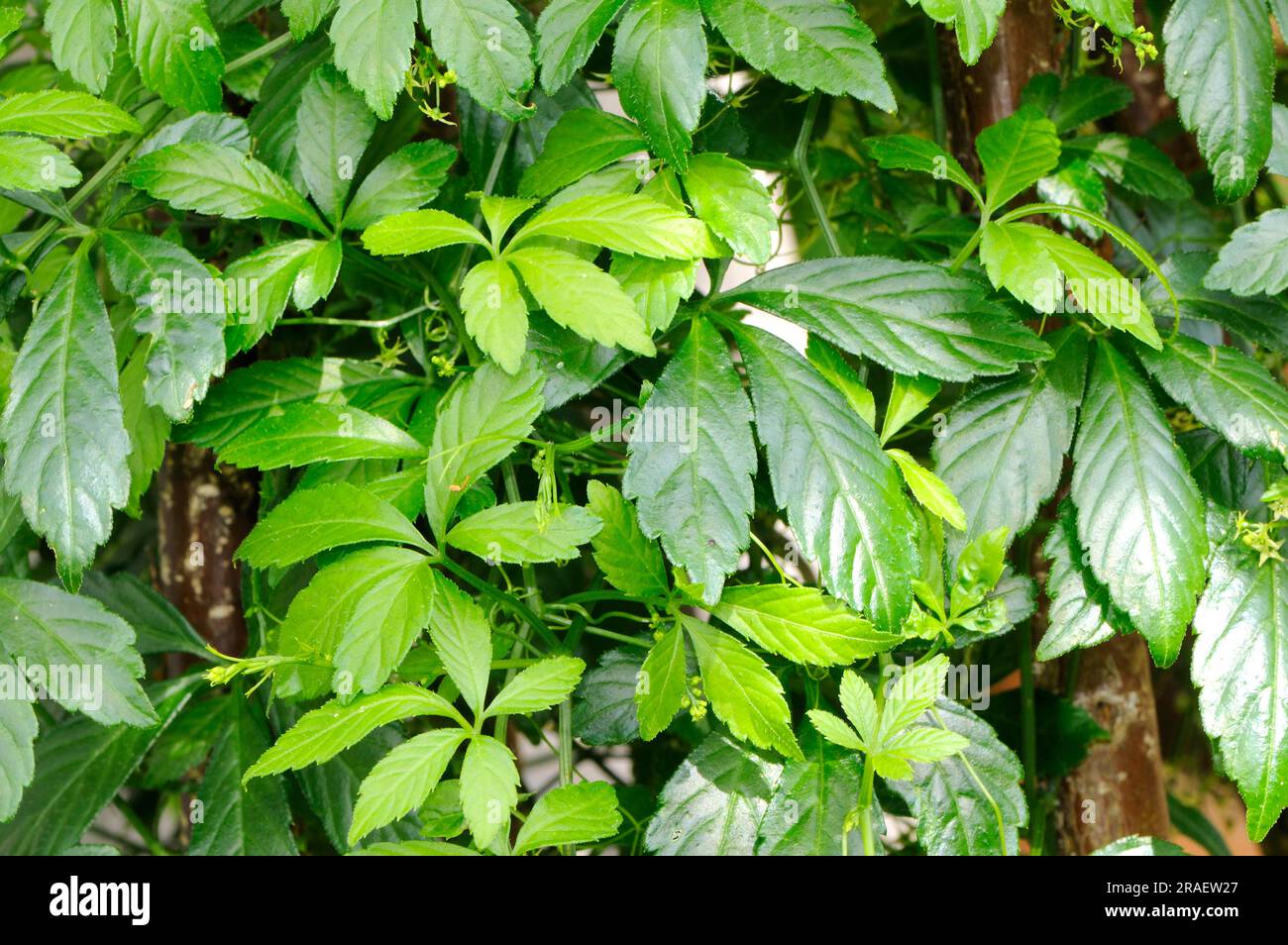 Jiao-gu-lan, Jiaogulan, female ginseng, Jiaogulan (Gynostemma ...