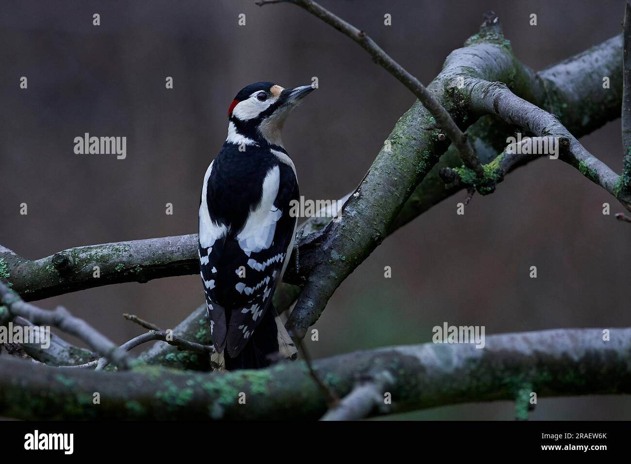 Great spotted woodpecker in its natural habitat in Denmark Stock Photo ...