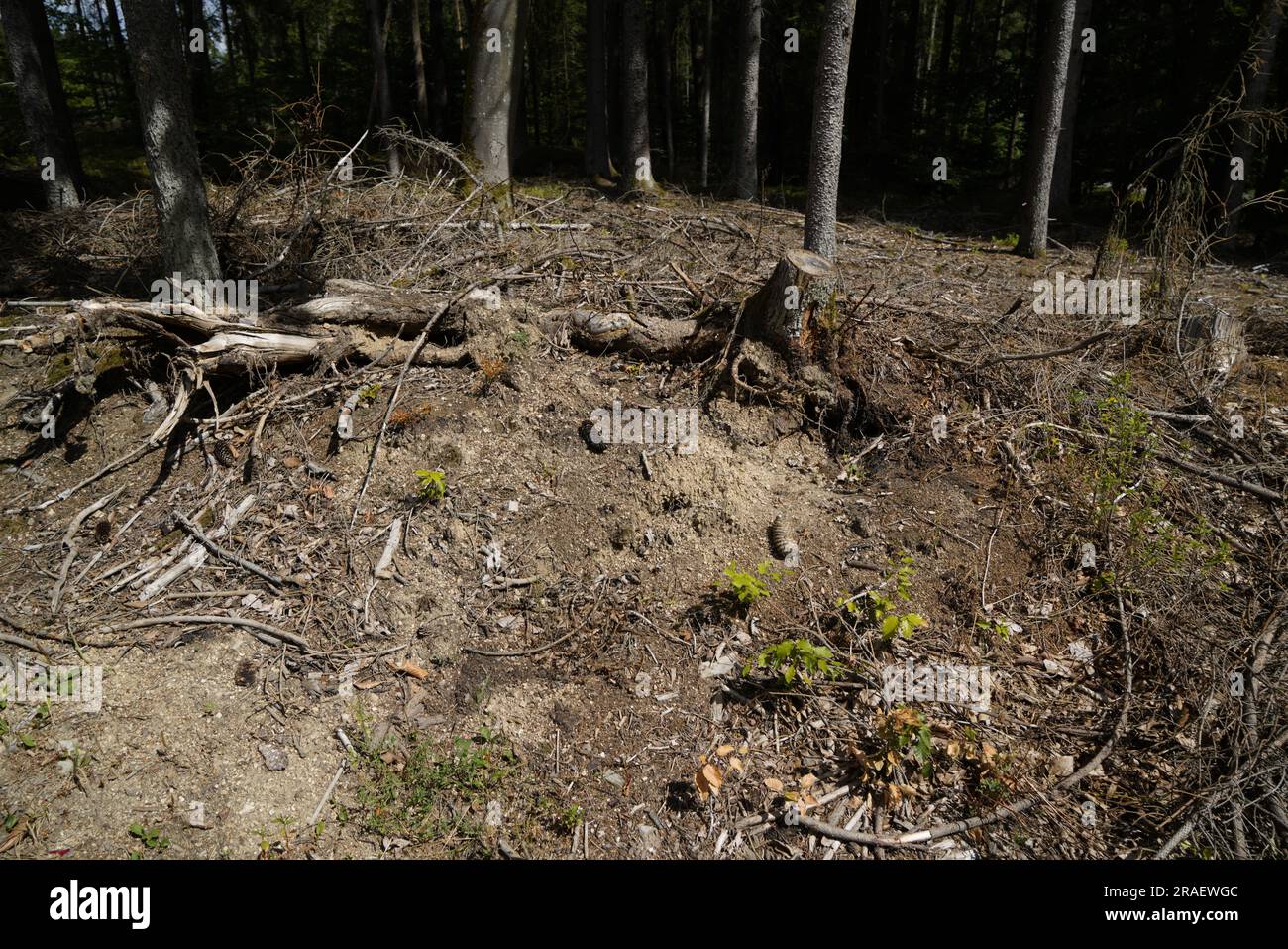 dying forests due to senseless clearing in the forest Tree stump in the ...