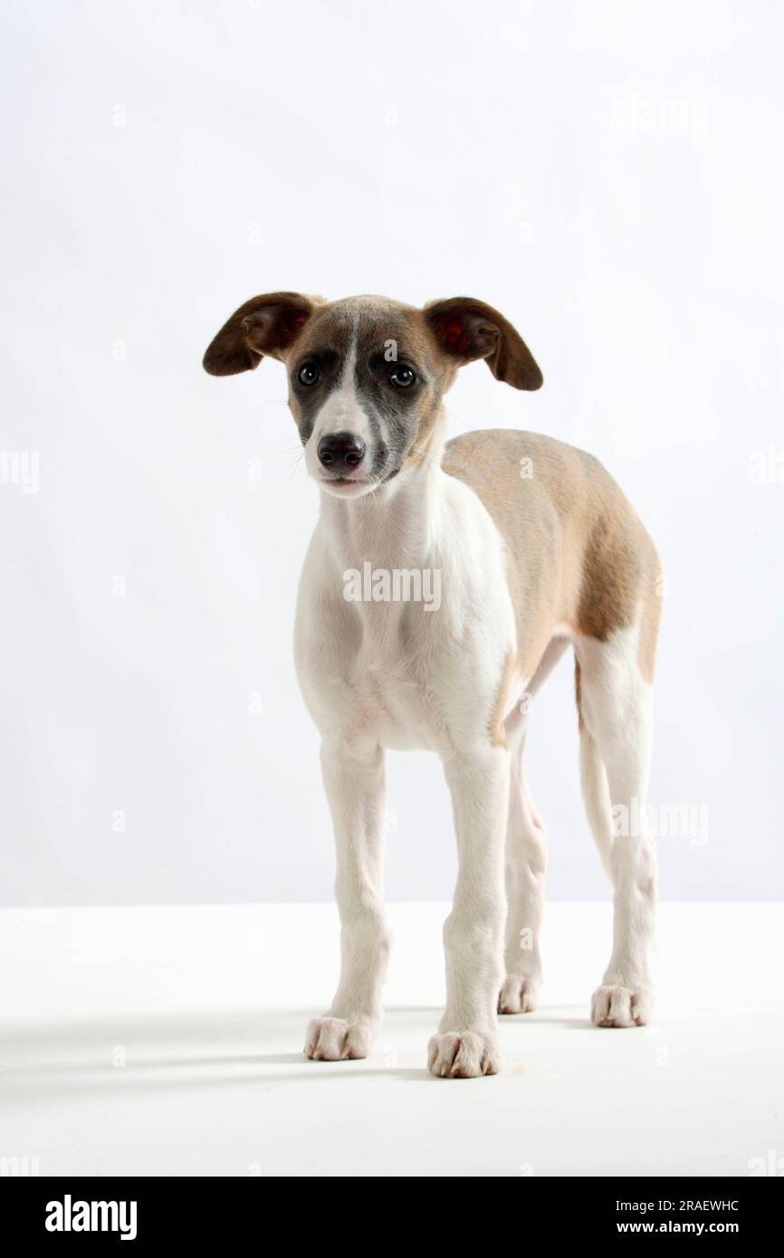 Whippet, puppy, 11 weeks Stock Photo - Alamy