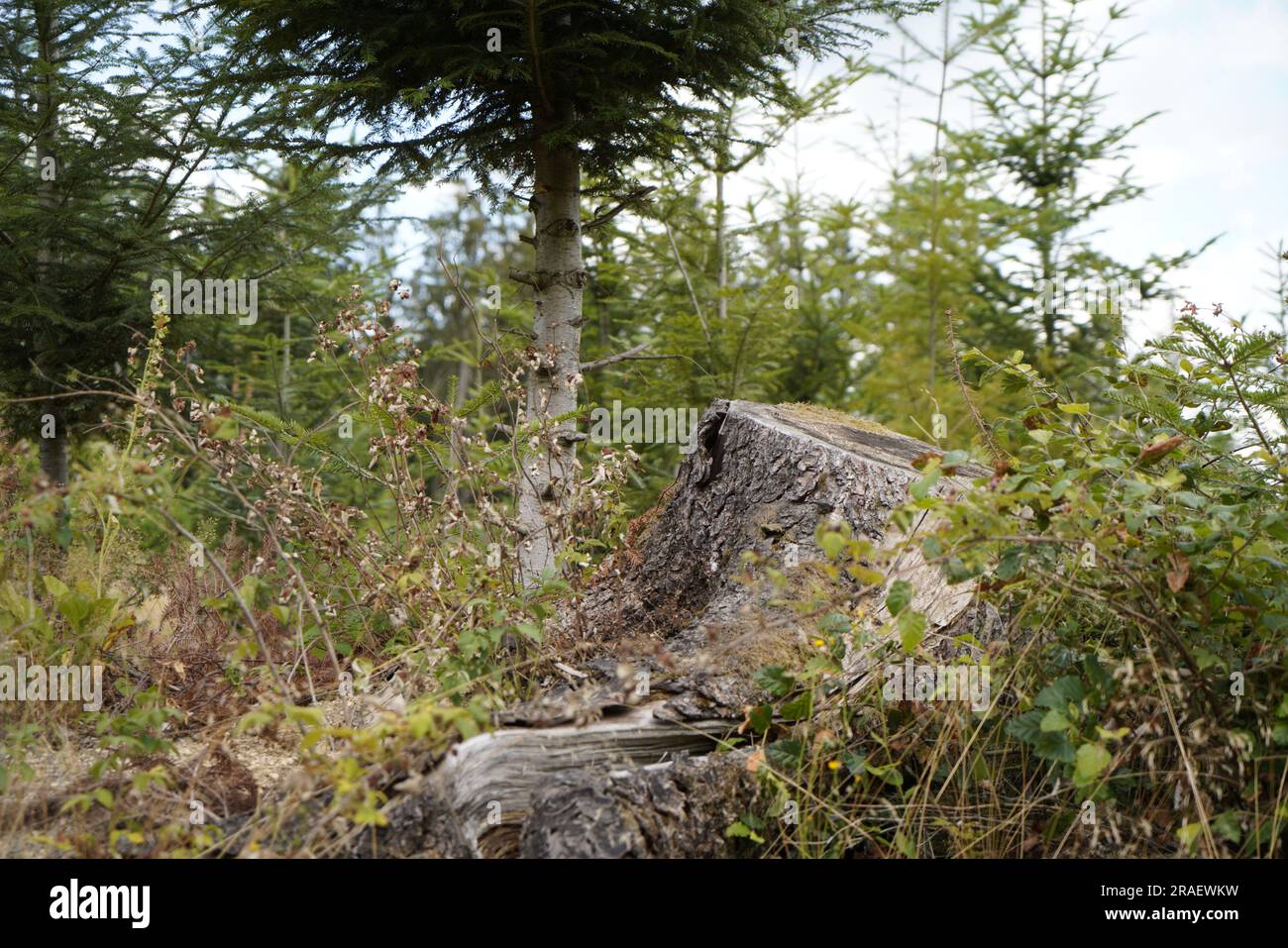 dying forests due to senseless clearing in the forest Tree stump in the forest Stock Photo - Alamy