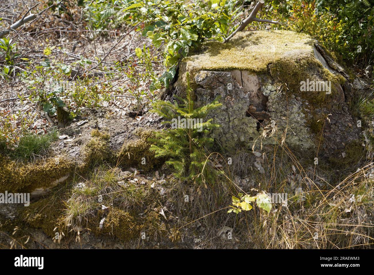 dying forests due to senseless clearing in the forest Tree stump in the ...