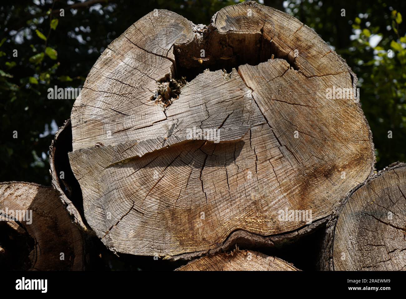 rotten wood left in the forest is a breeding ground for both good and ...