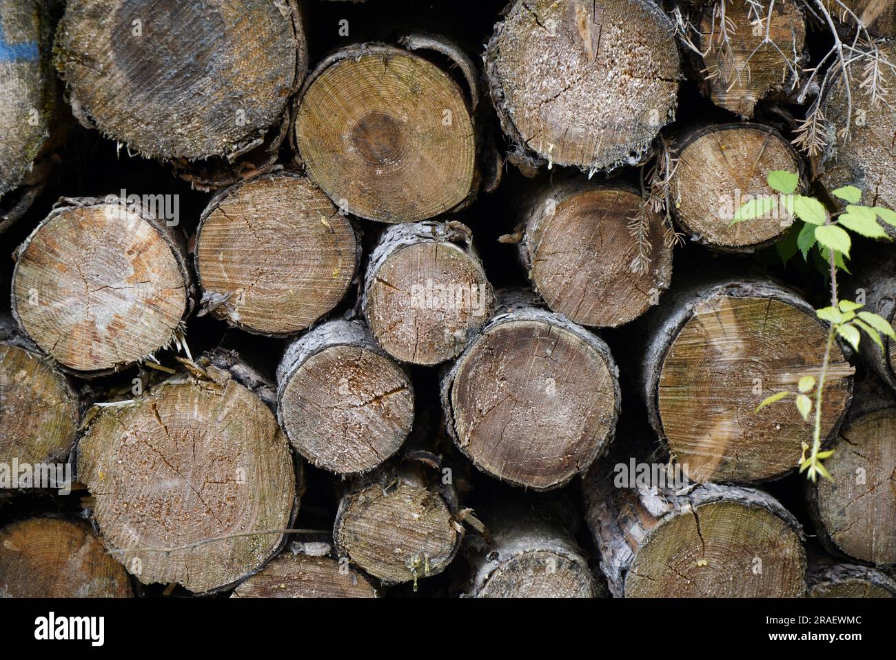 Forest dieback due to climate change, drought and storms and ...