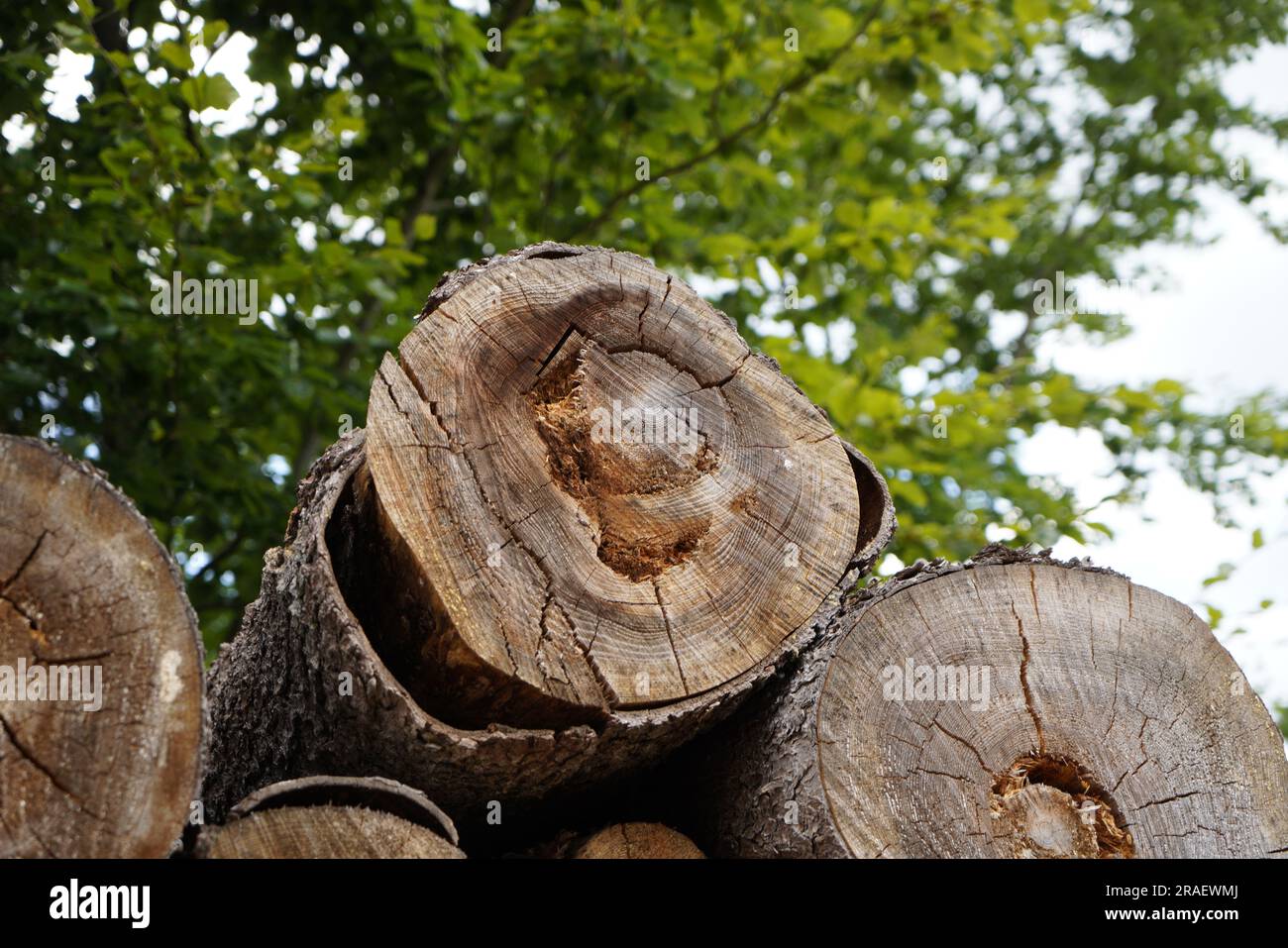 Forest dieback due to climate change, drought and storms and ...