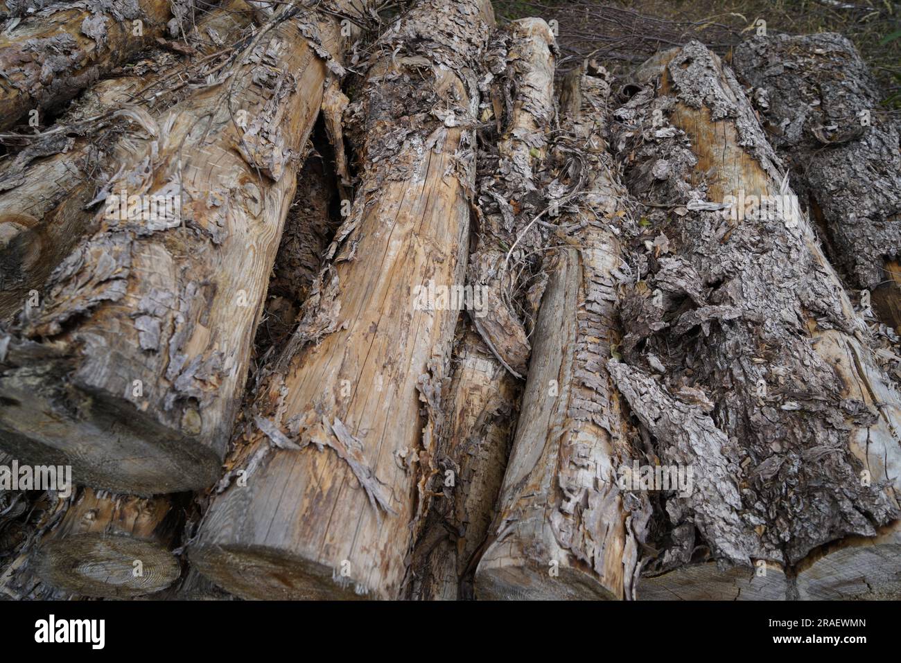 Forest dieback due to climate change, drought and storms and ...