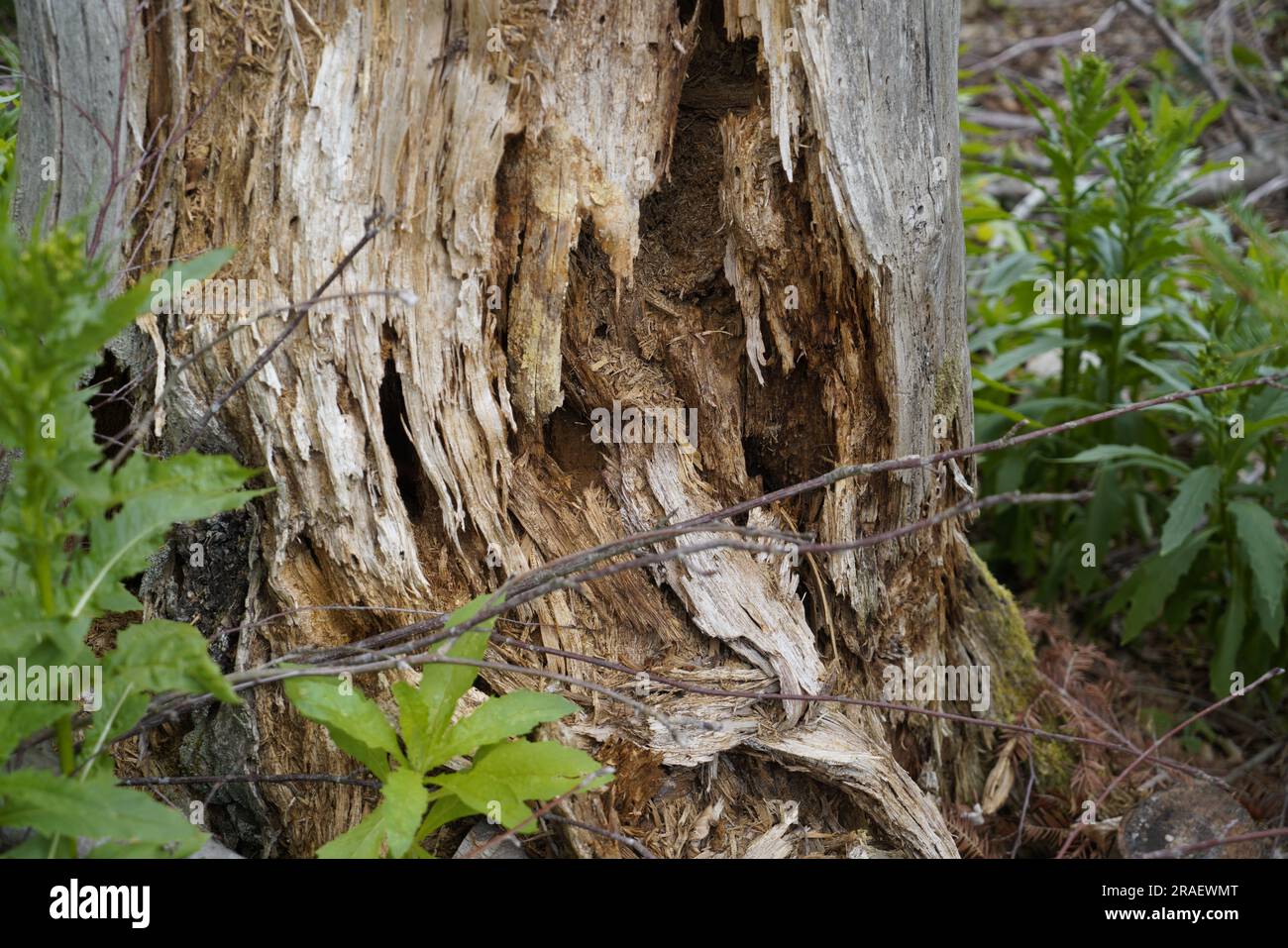 rotten wood left in the forest is a breeding ground for both good and ...