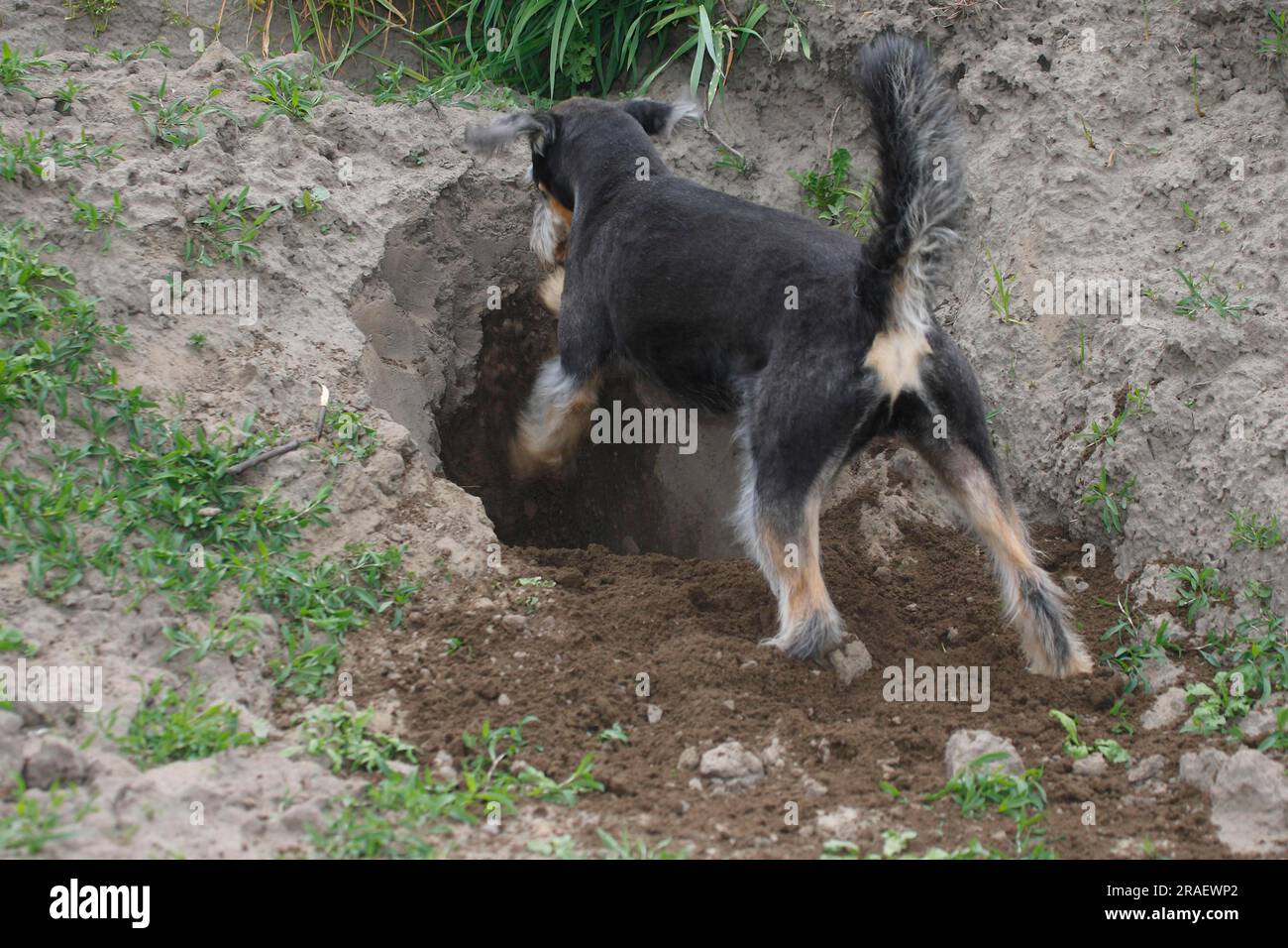 Dig dog hi-res stock photography and images - Alamy