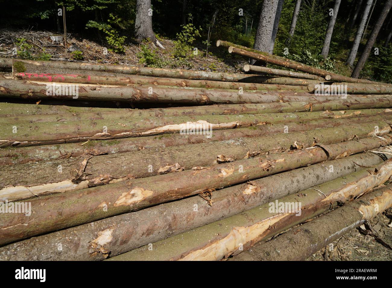 firewood cut in the forest and stored as a log to dry Stock Photo - Alamy