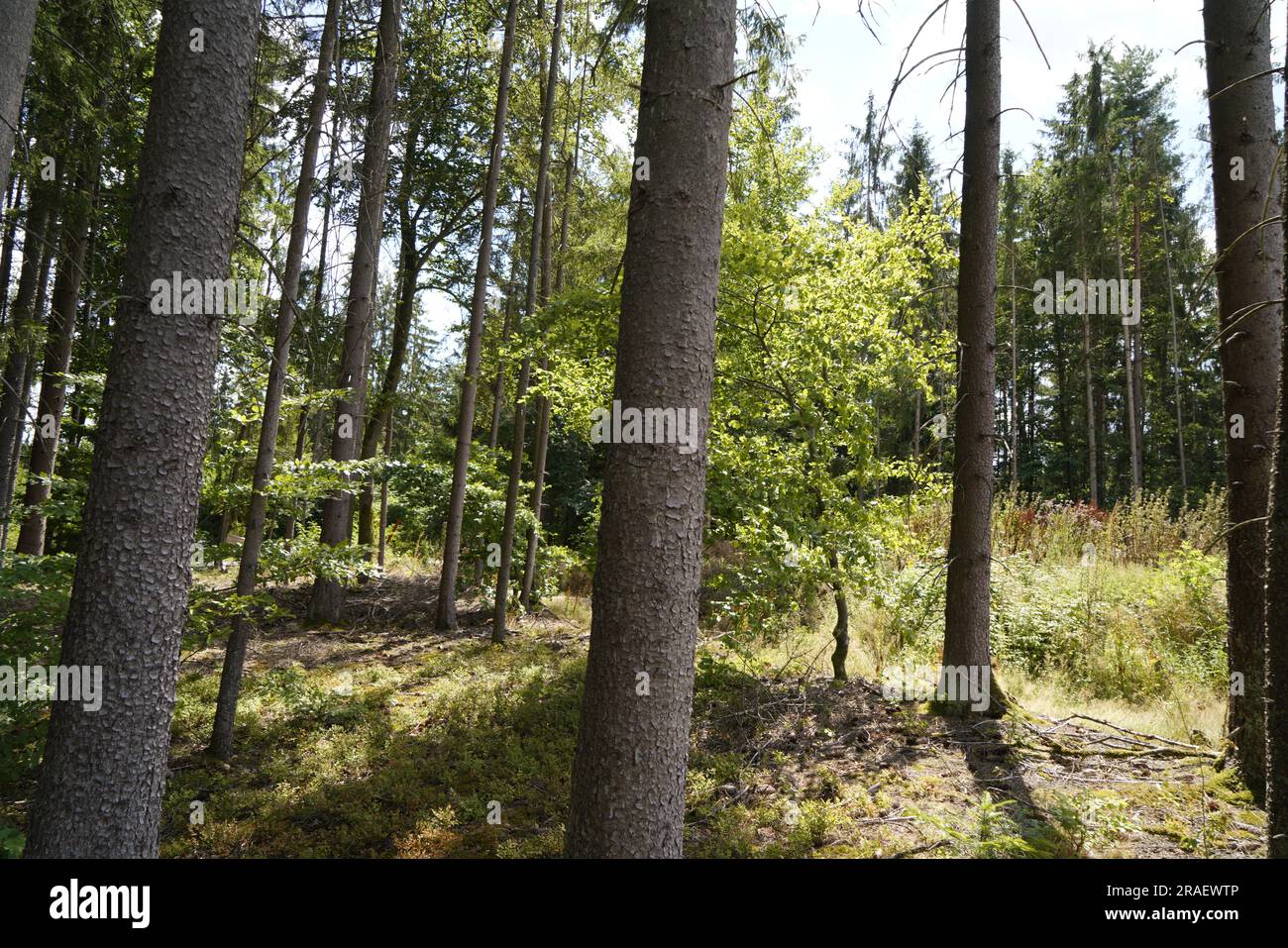 Forest dieback due to climate change, drought and storms and ...